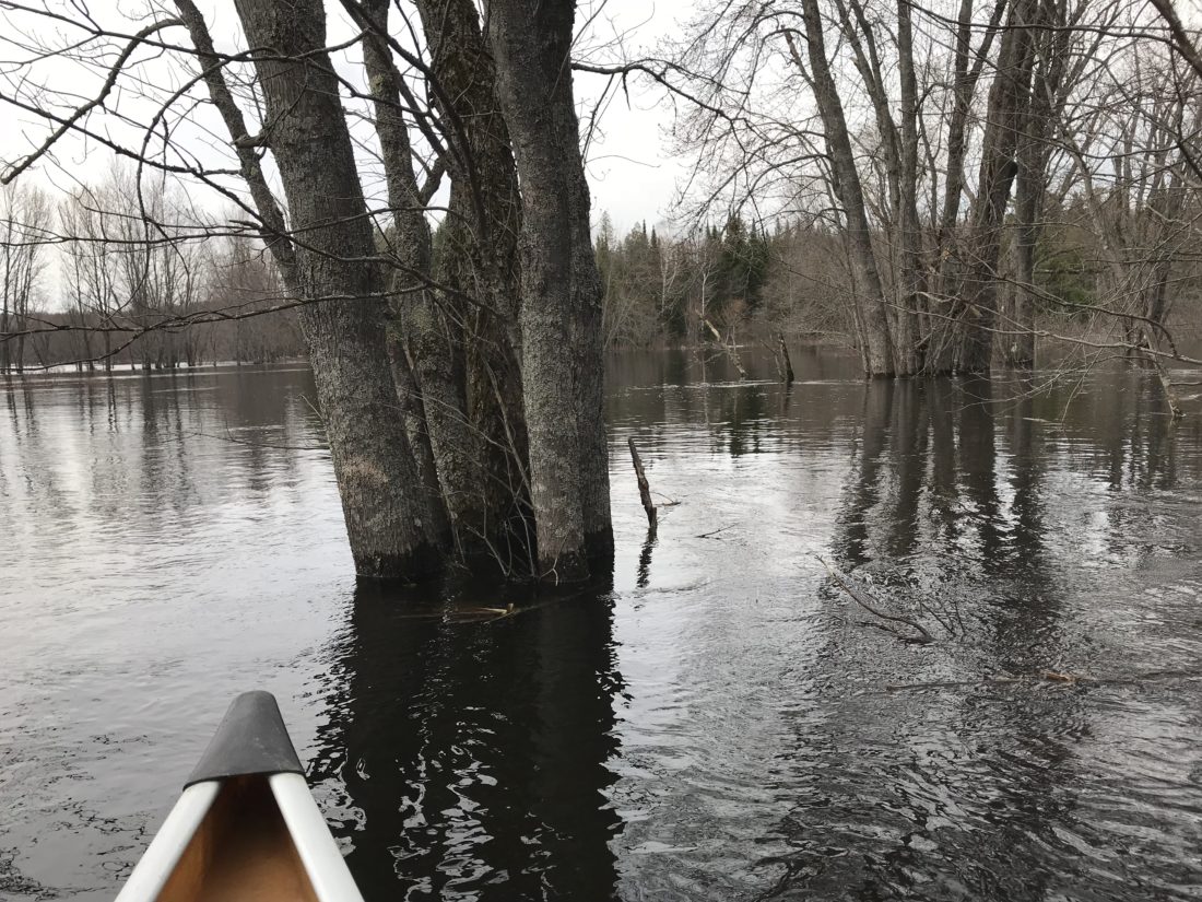 Paddling through the trees on the Saranac River | News, Sports, Jobs ...